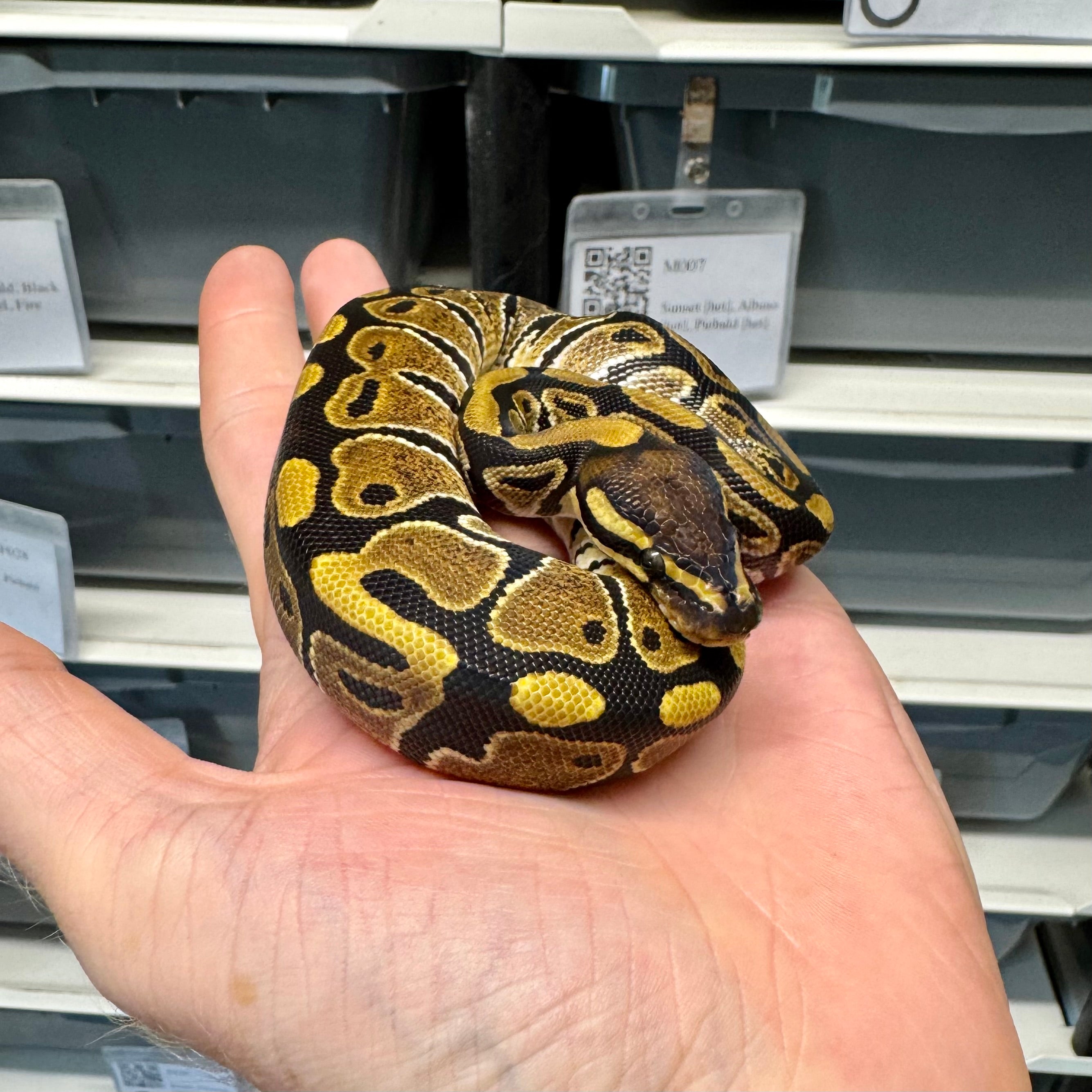 Snake Pit UK - Licensed breeder of Royal Pythons – SNAKE PIT UK