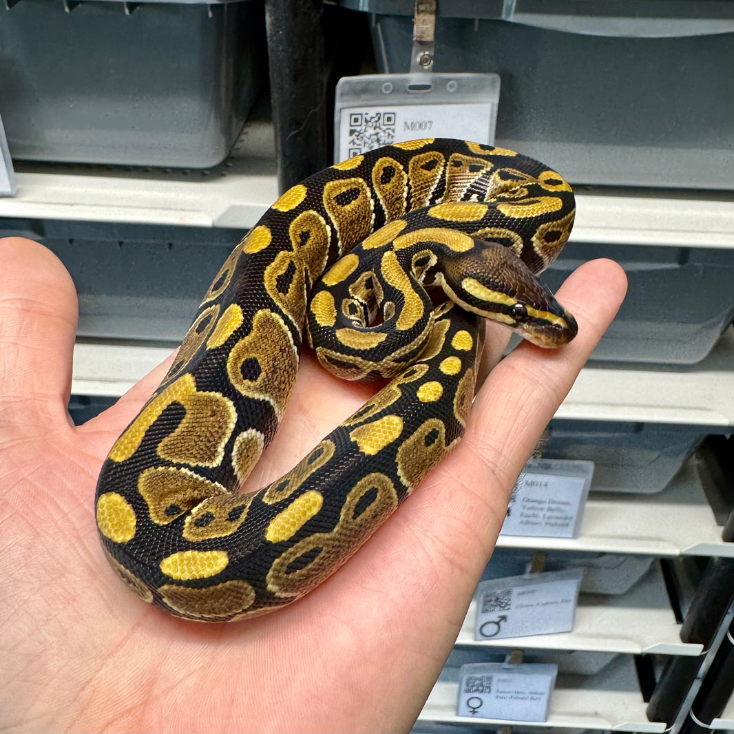 Snake Pit UK - Licensed breeder of Royal Pythons – SNAKE PIT UK